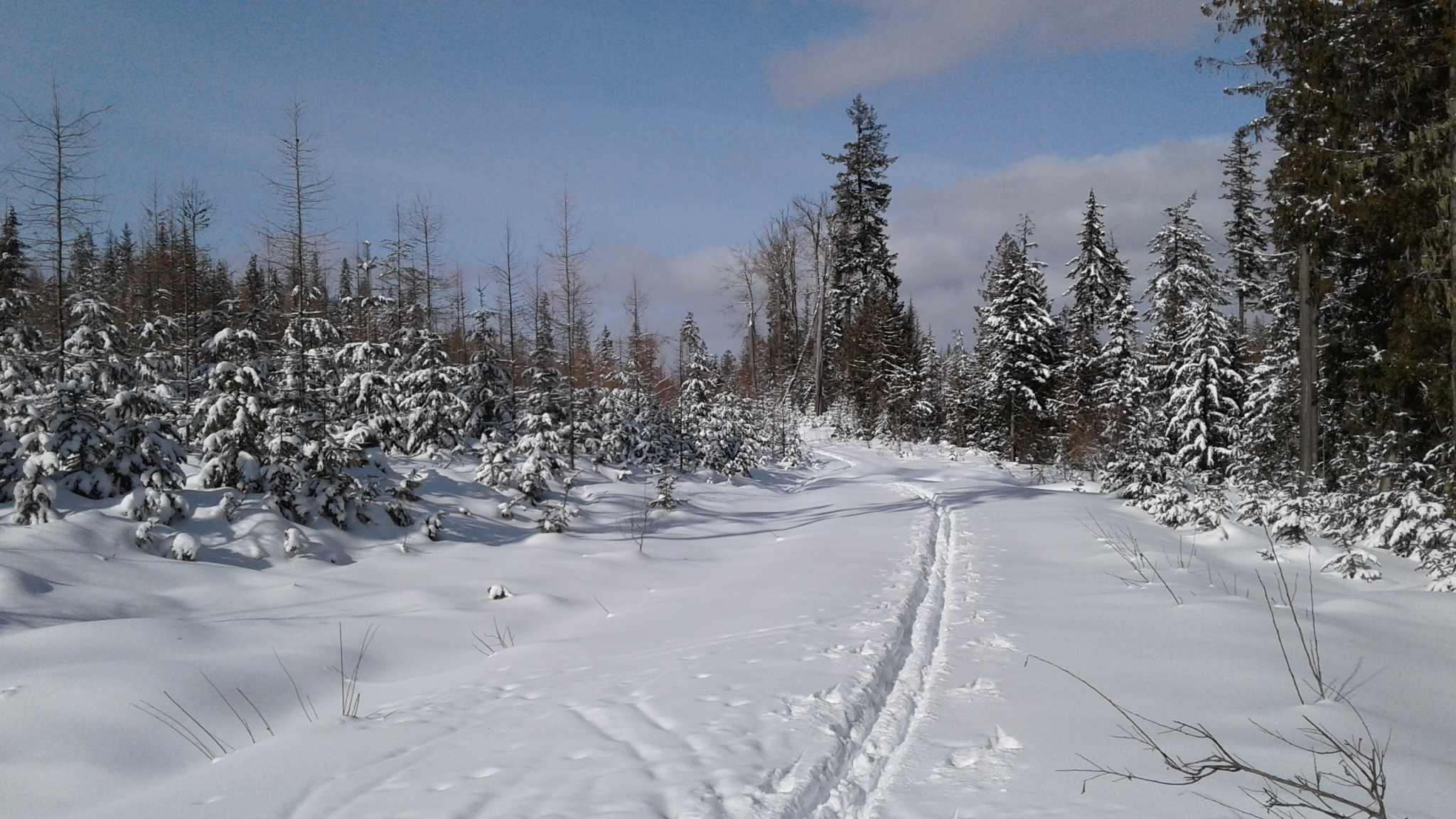 Trail Report – Larch Hills Nordic Society
